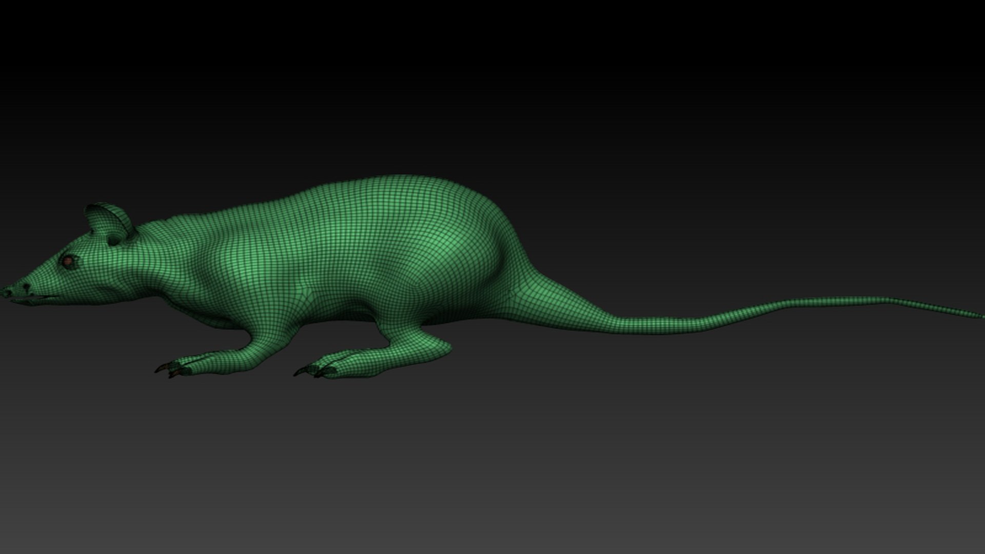 Rodent Animals Collection Model - TurboSquid 1824995