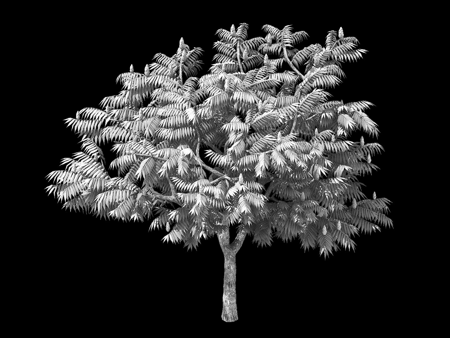 Plant - Torch Tree 3D Model - TurboSquid 1449733