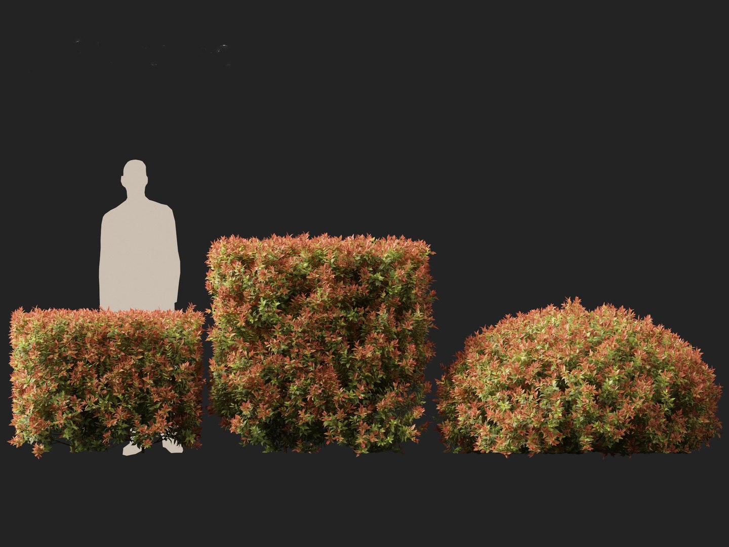 Acmena Smithii Allyn Magic -Lilly Pilly 3D - TurboSquid 2193831