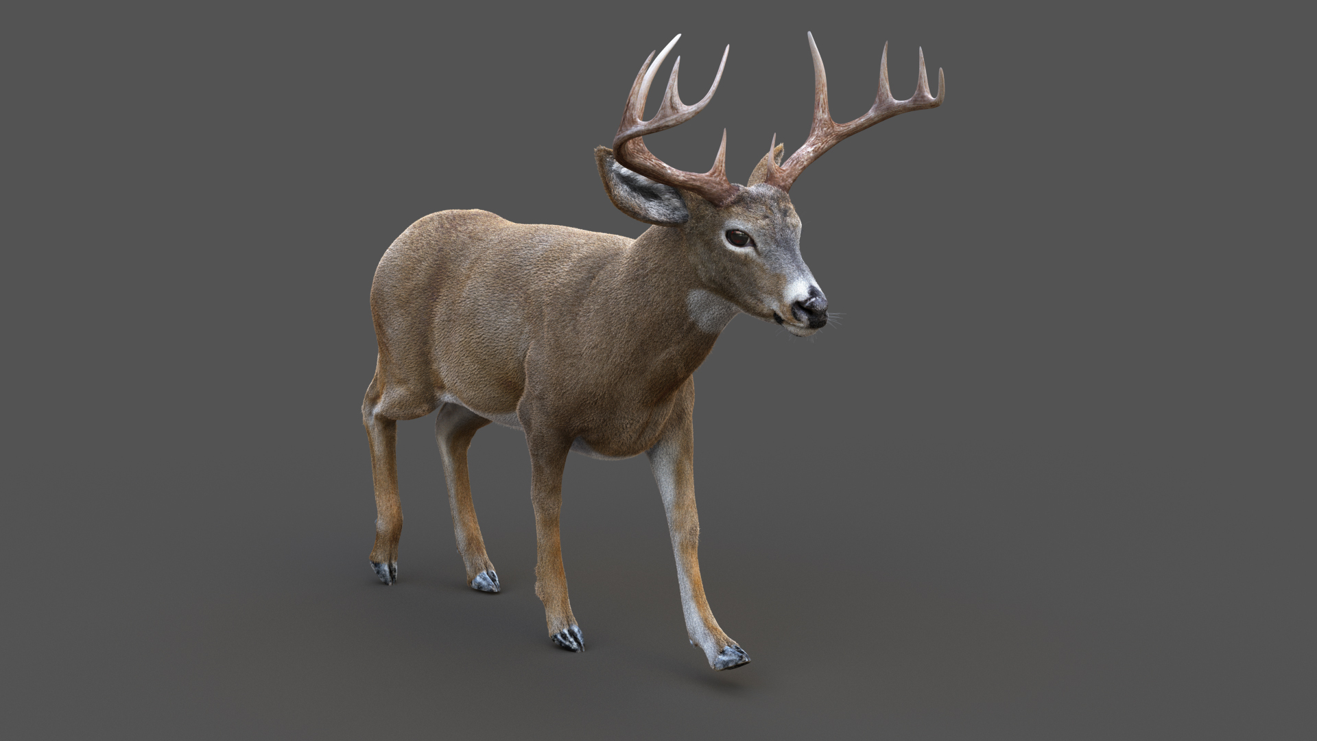 3D DEER ANIMATED XGEN-CORE Model - TurboSquid 2080645