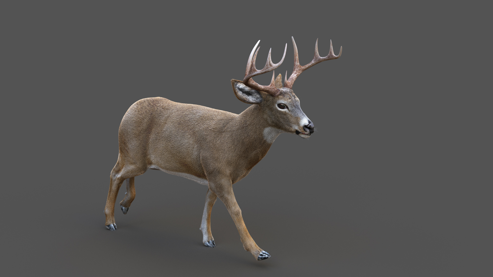 3D DEER ANIMATED XGEN-CORE Model - TurboSquid 2080645