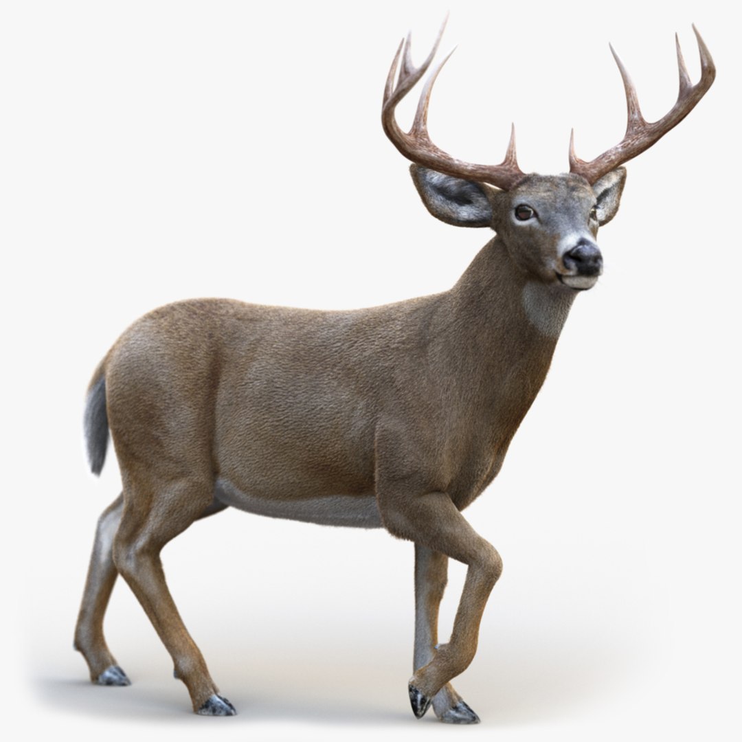 3D DEER ANIMATED XGEN-CORE model - TurboSquid 2080645