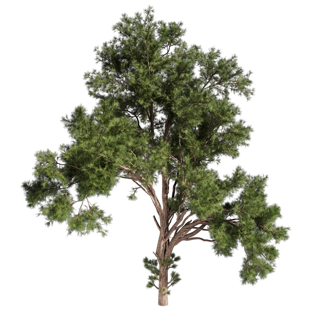 3D Collection plant vol 549 - tree - pine - Urban environment model ...