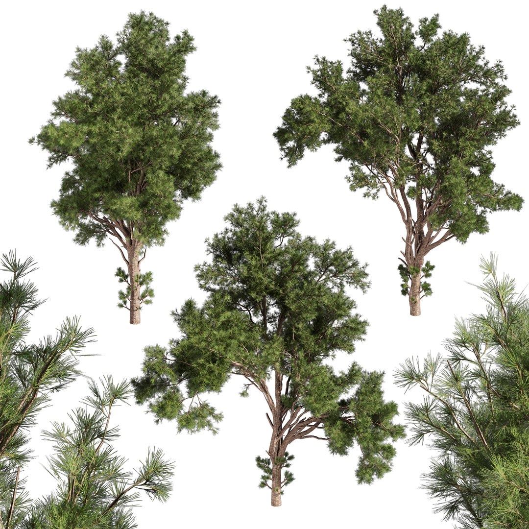 3D Collection plant vol 549 - tree - pine - Urban environment model ...