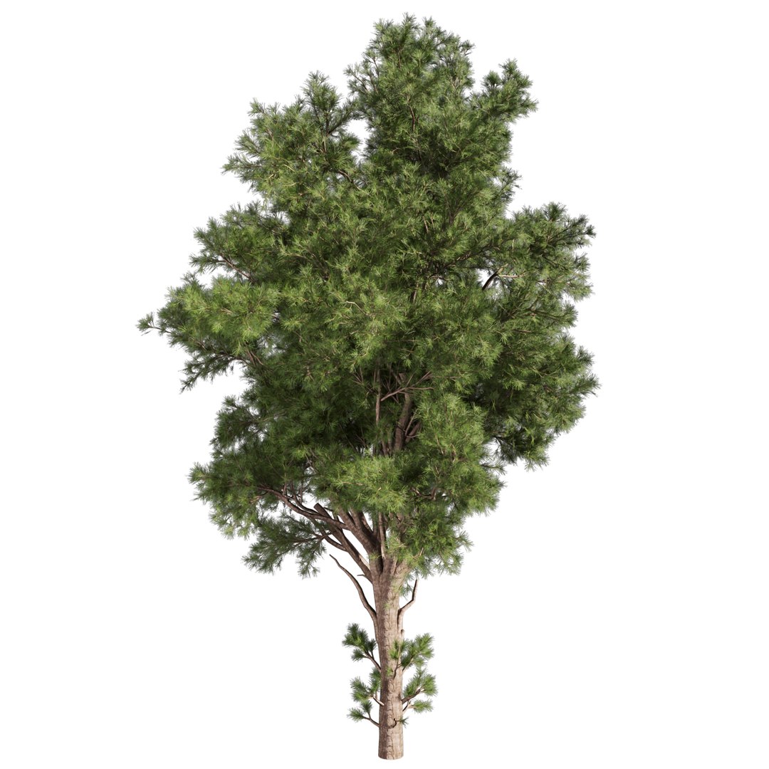 3D Collection plant vol 549 - tree - pine - Urban environment model ...