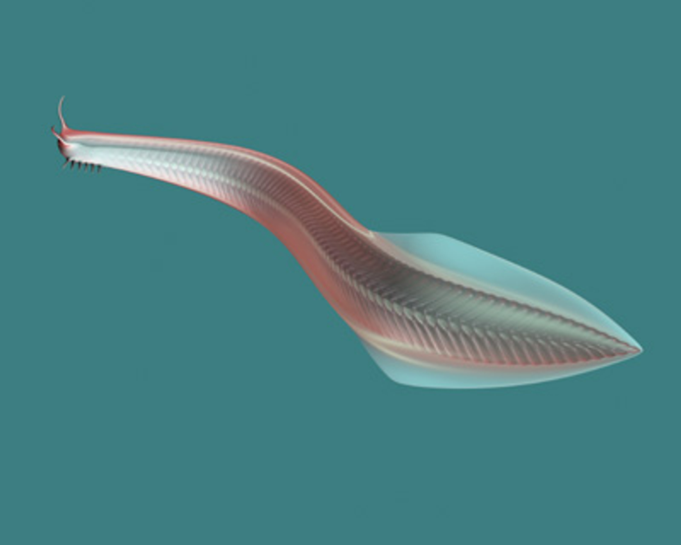 3d model precambrian pikaia