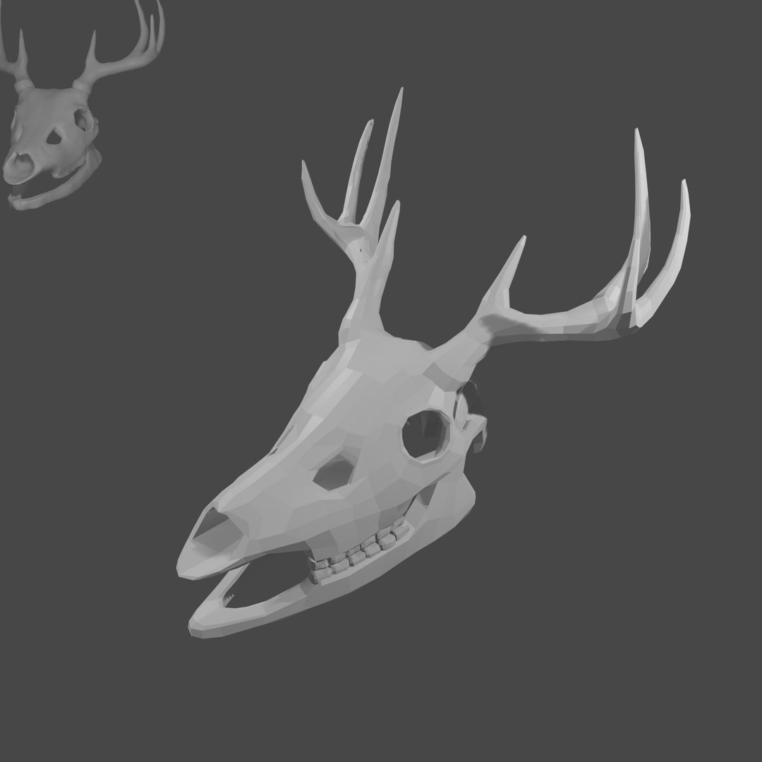 Skull Anatomy Deer 3D Model - TurboSquid 1598533