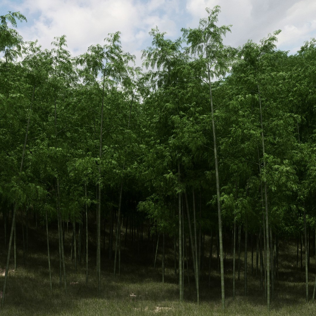 Bamboo Trees Scatter 3D Model - TurboSquid 1227244