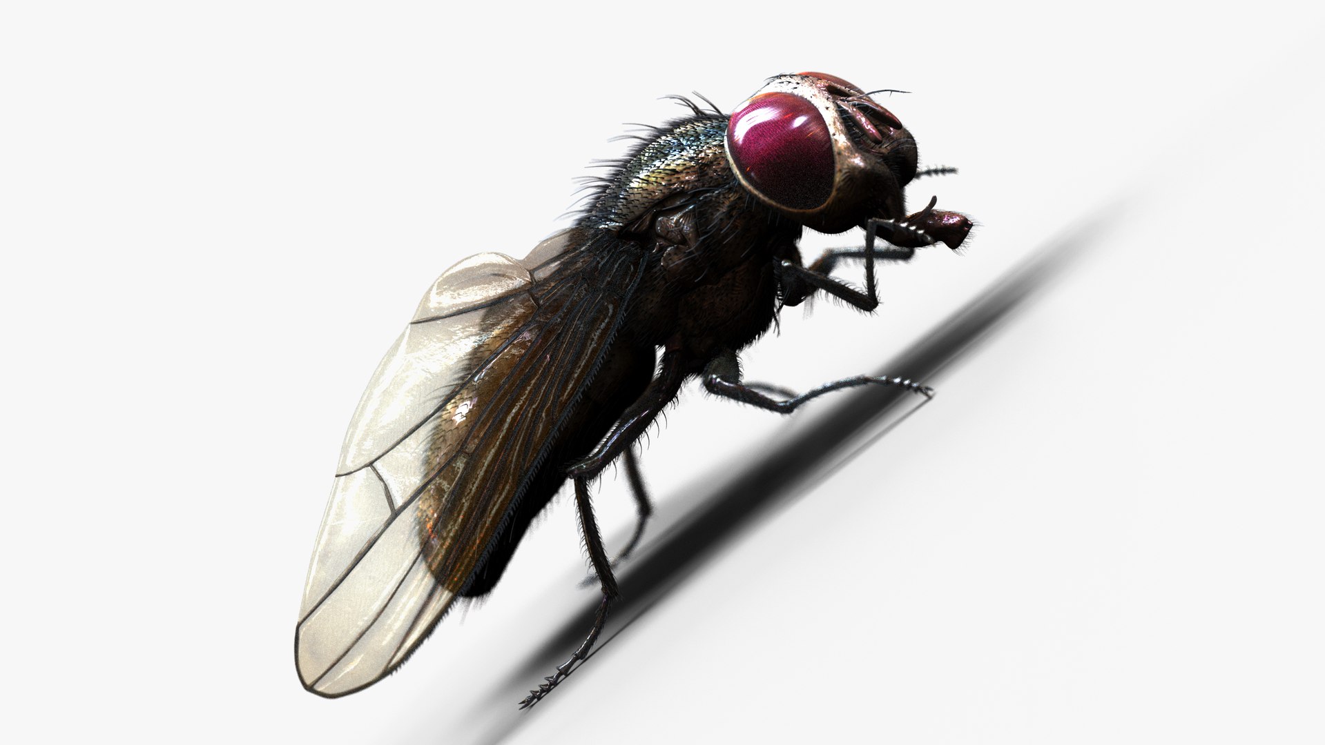 Fly ANIMATED Model - TurboSquid 2160237