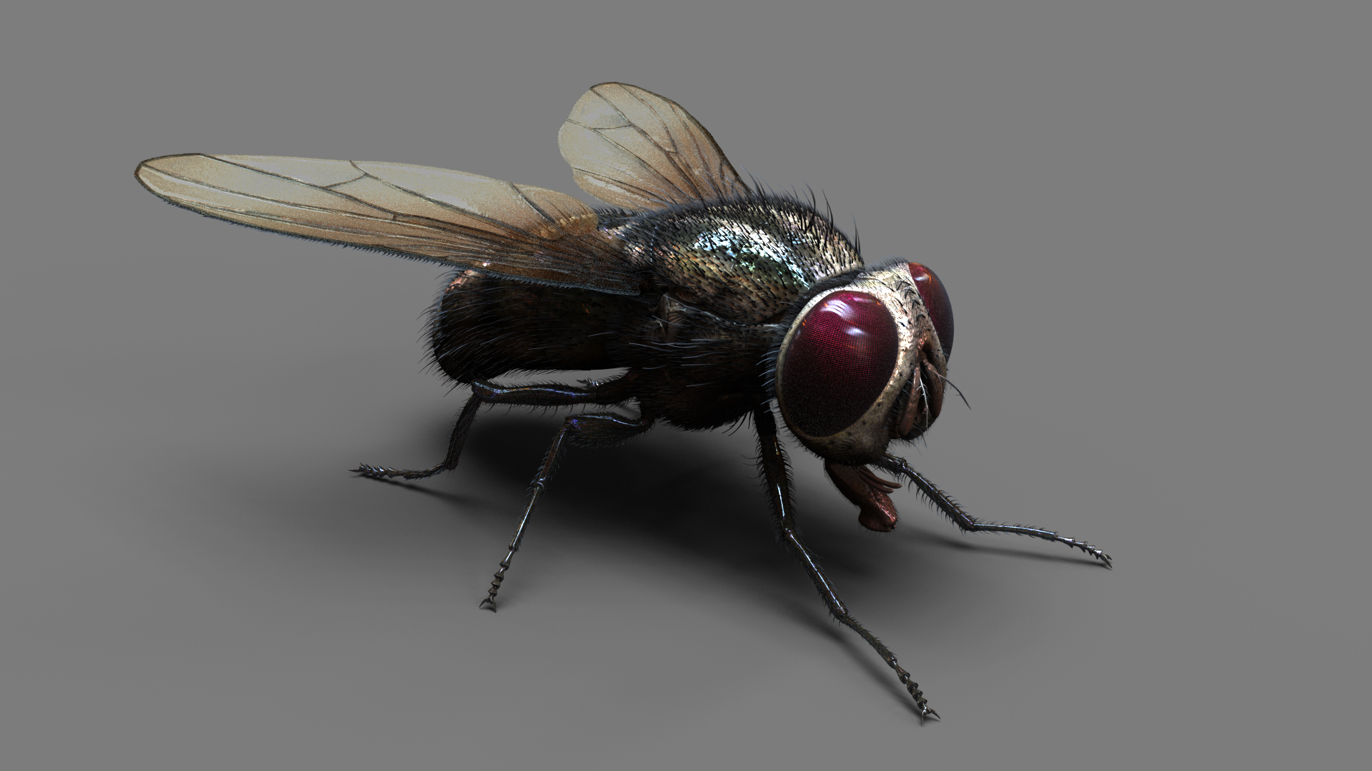 Fly ANIMATED Model - TurboSquid 2160237