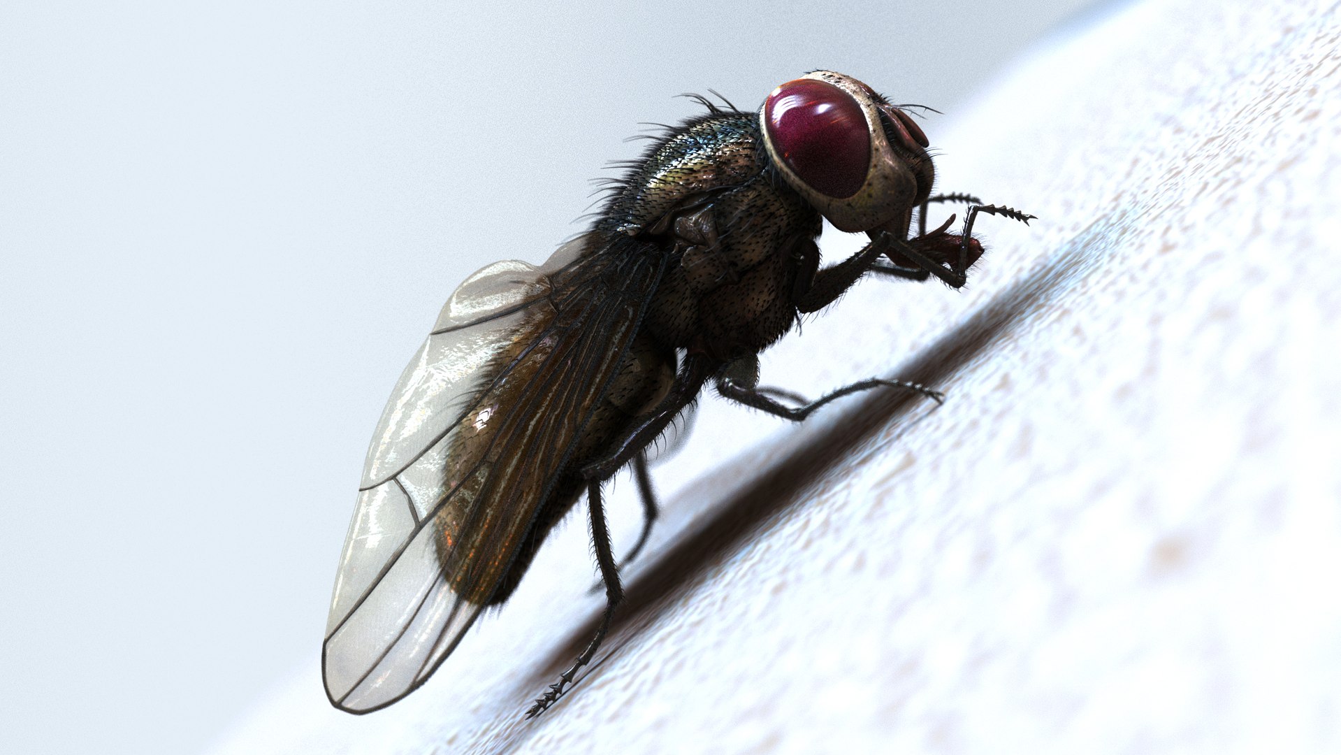 Fly ANIMATED Model - TurboSquid 2160237