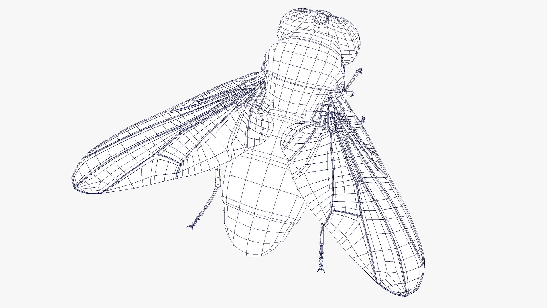 Fly ANIMATED Model - TurboSquid 2160237