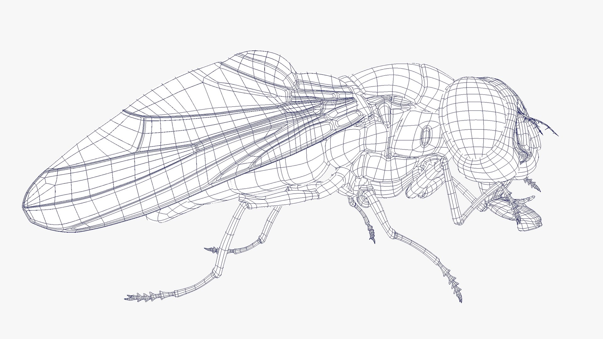 Fly ANIMATED Model - TurboSquid 2160237