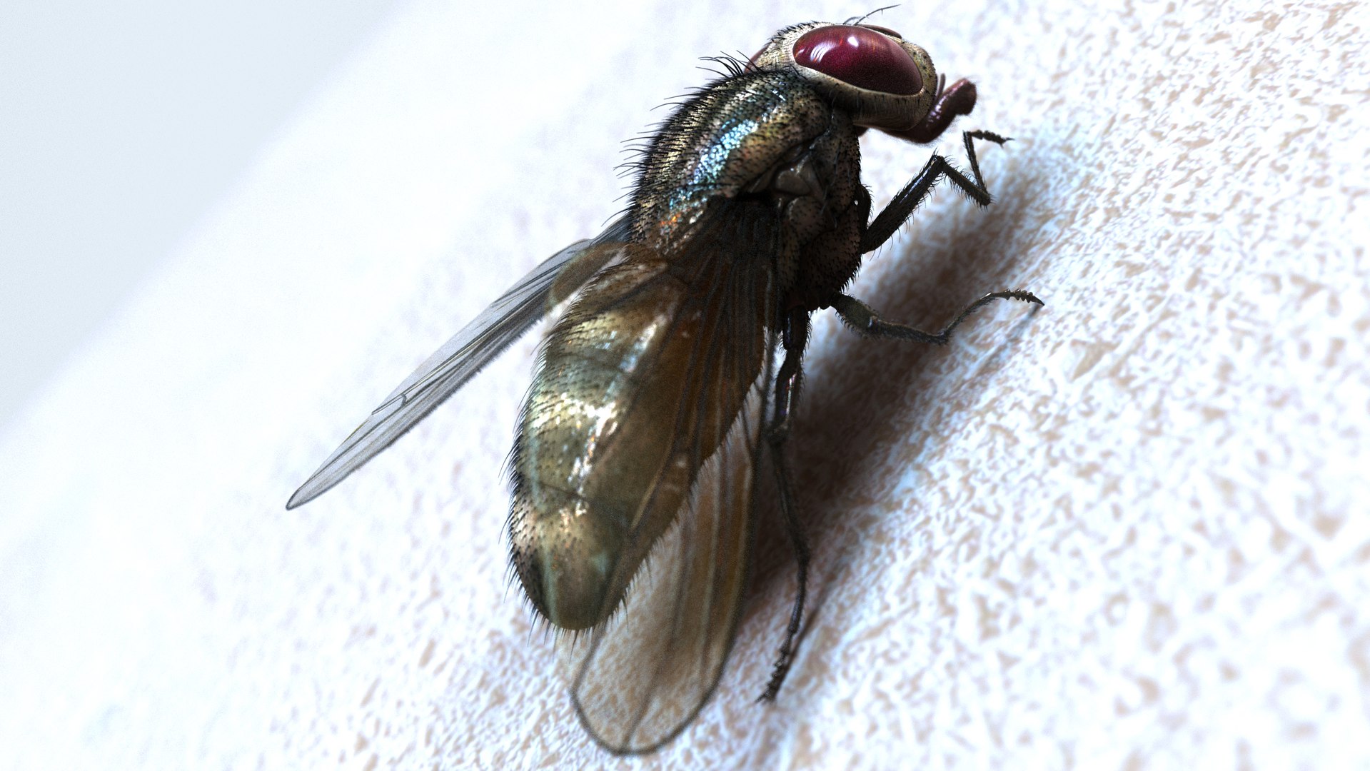 Fly ANIMATED Model - TurboSquid 2160237