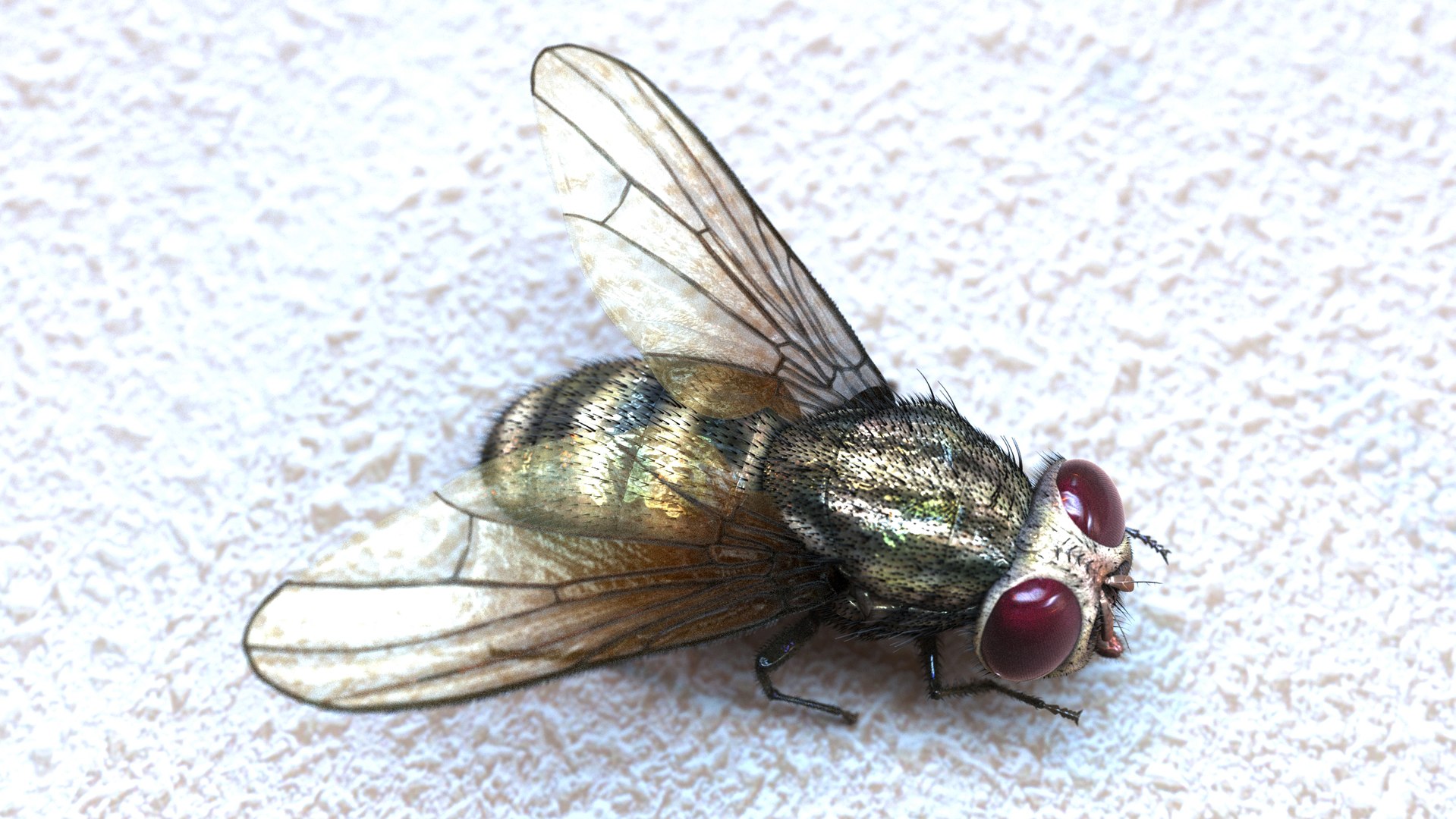 Fly ANIMATED Model - TurboSquid 2160237