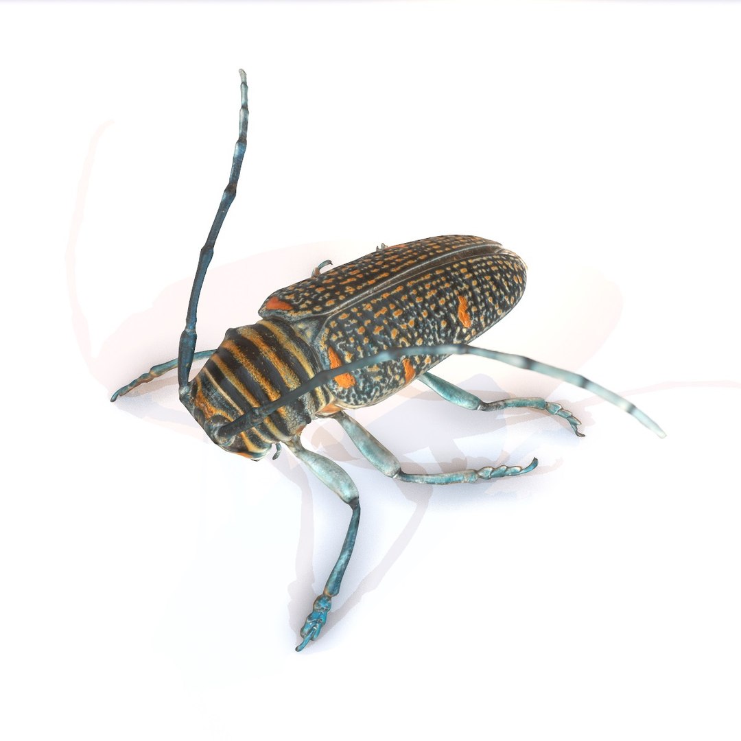 3d Rigged Insect Zographus Regalis Model