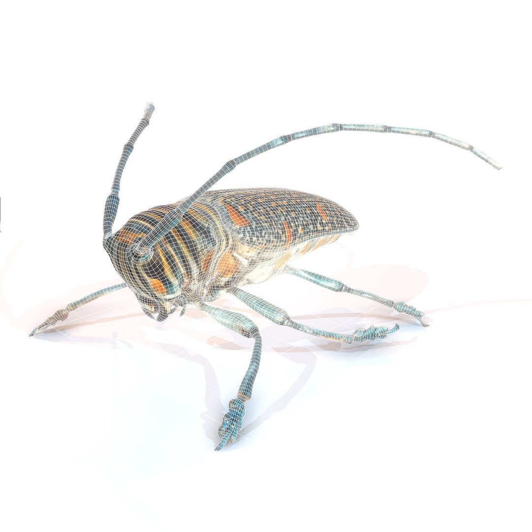 3d rigged insect zographus regalis model
