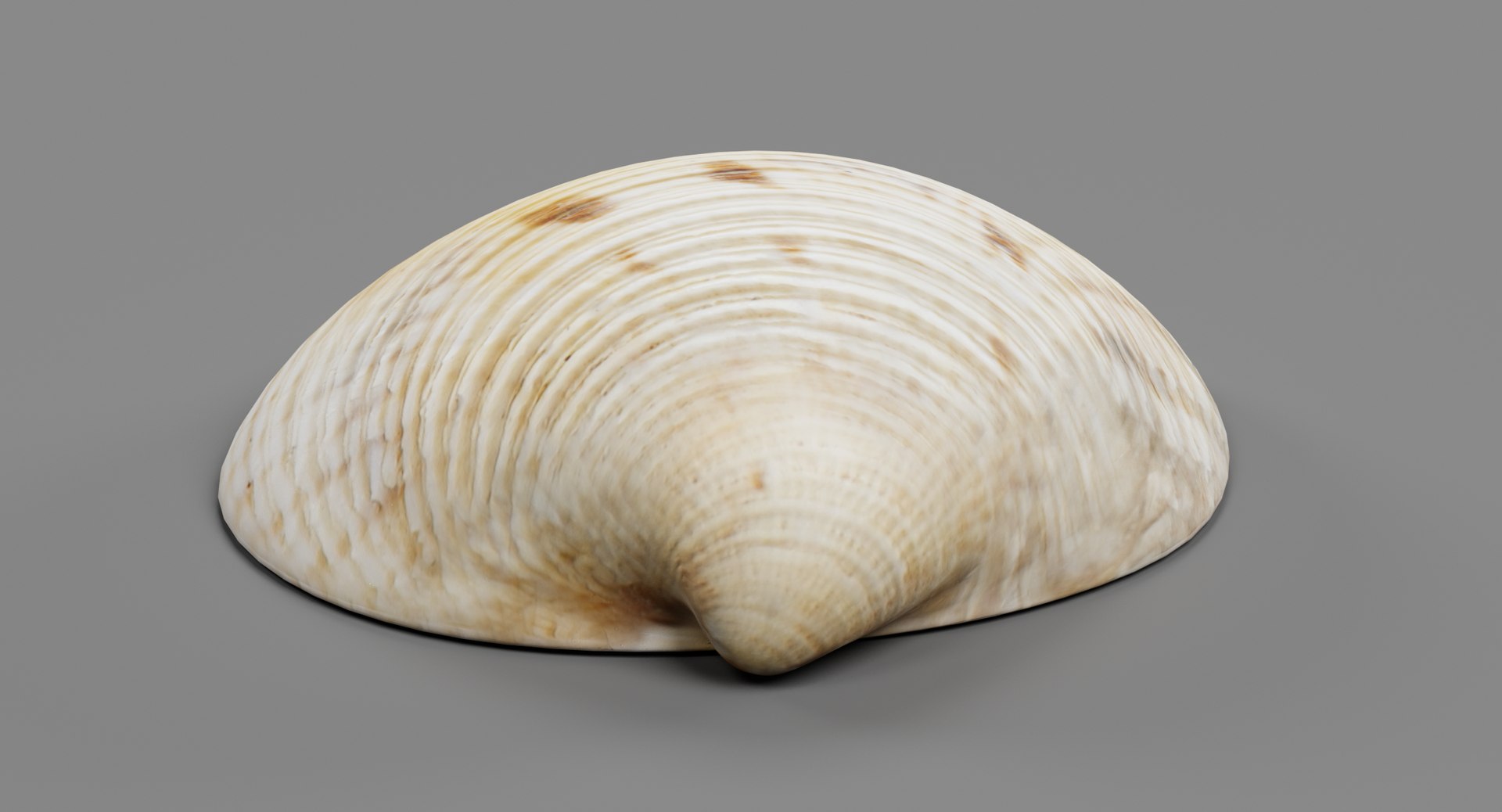 Clam Pbr Model - TurboSquid 1254616