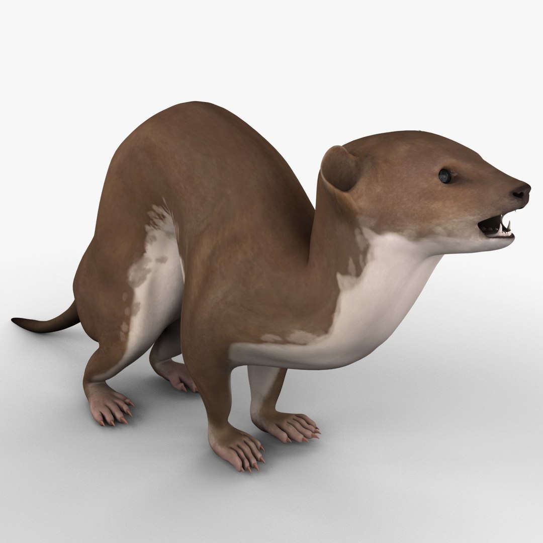 weasel pose 3 max