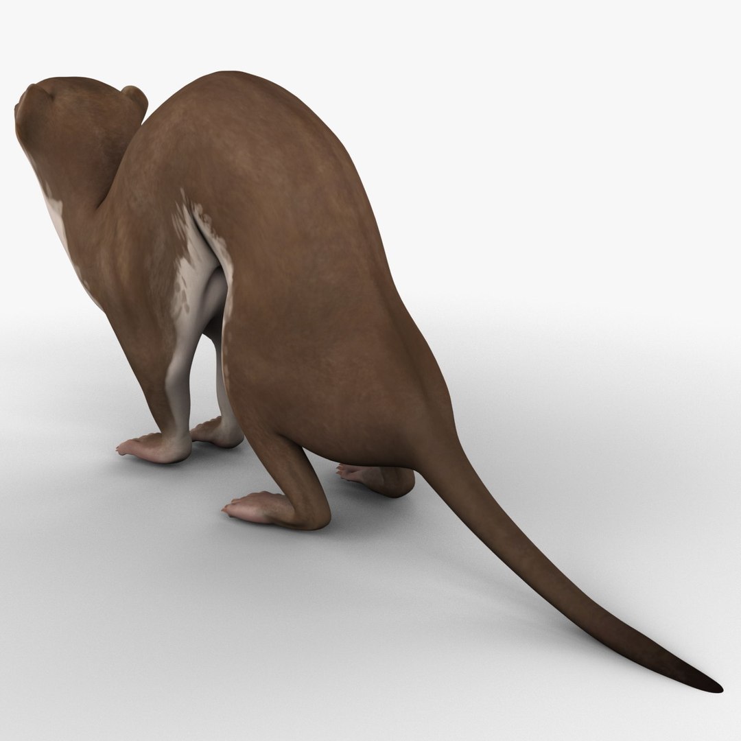 weasel pose 3 max