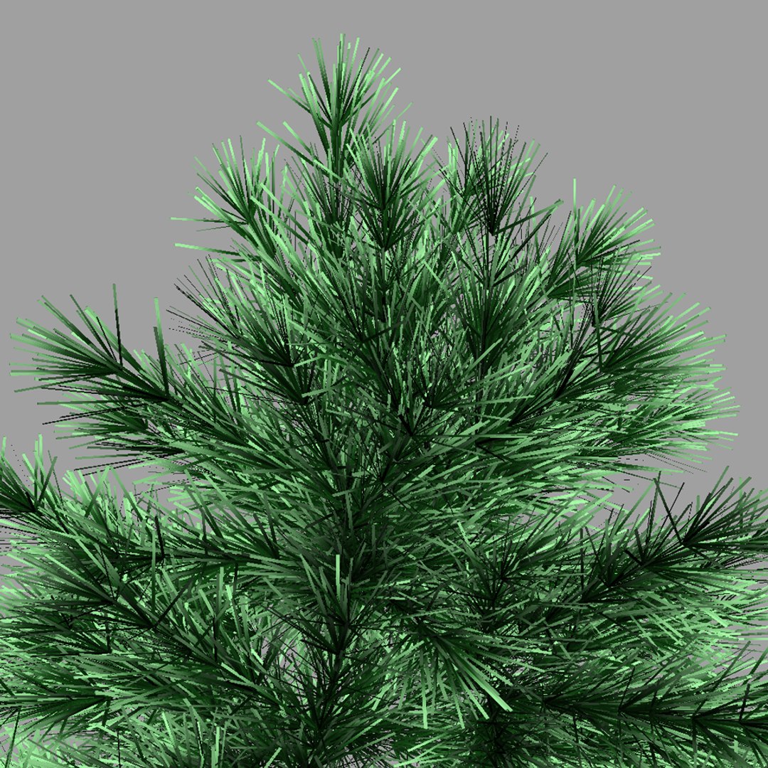 Maya Simplified Pine Tree