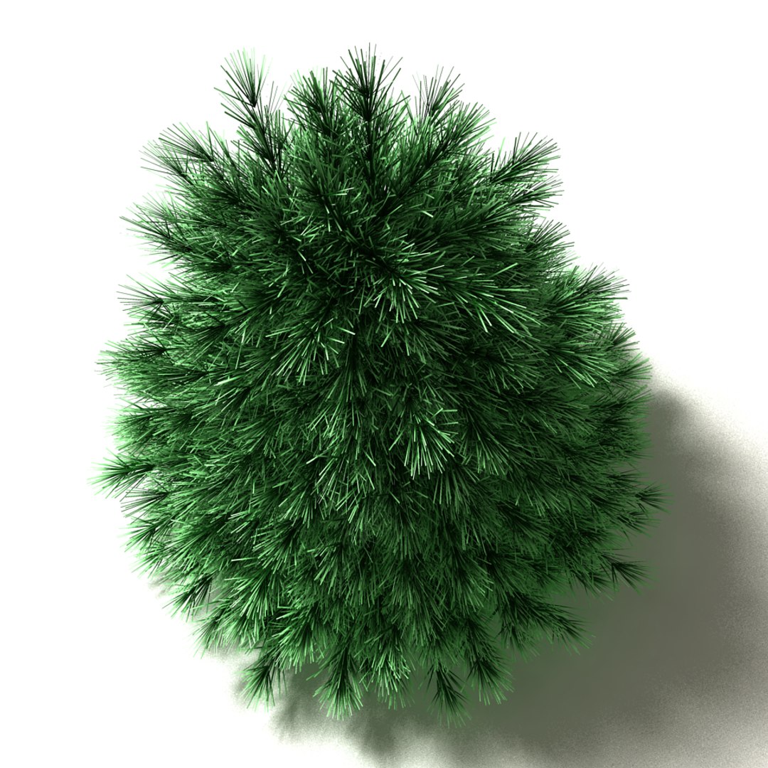 Maya Simplified Pine Tree