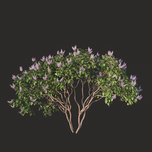 3D Lilac Models | TurboSquid