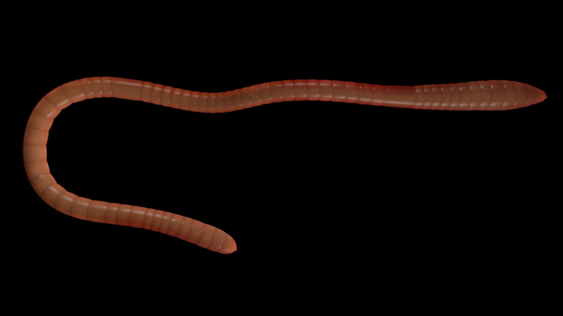 3d Pheritima Earthworms Clitellum