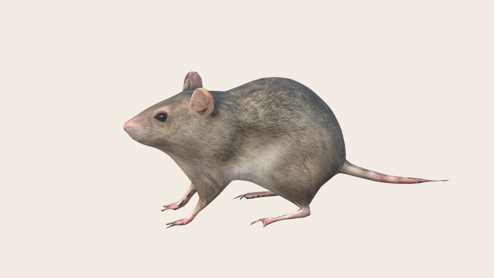 3D Model Rat - TurboSquid 2223498