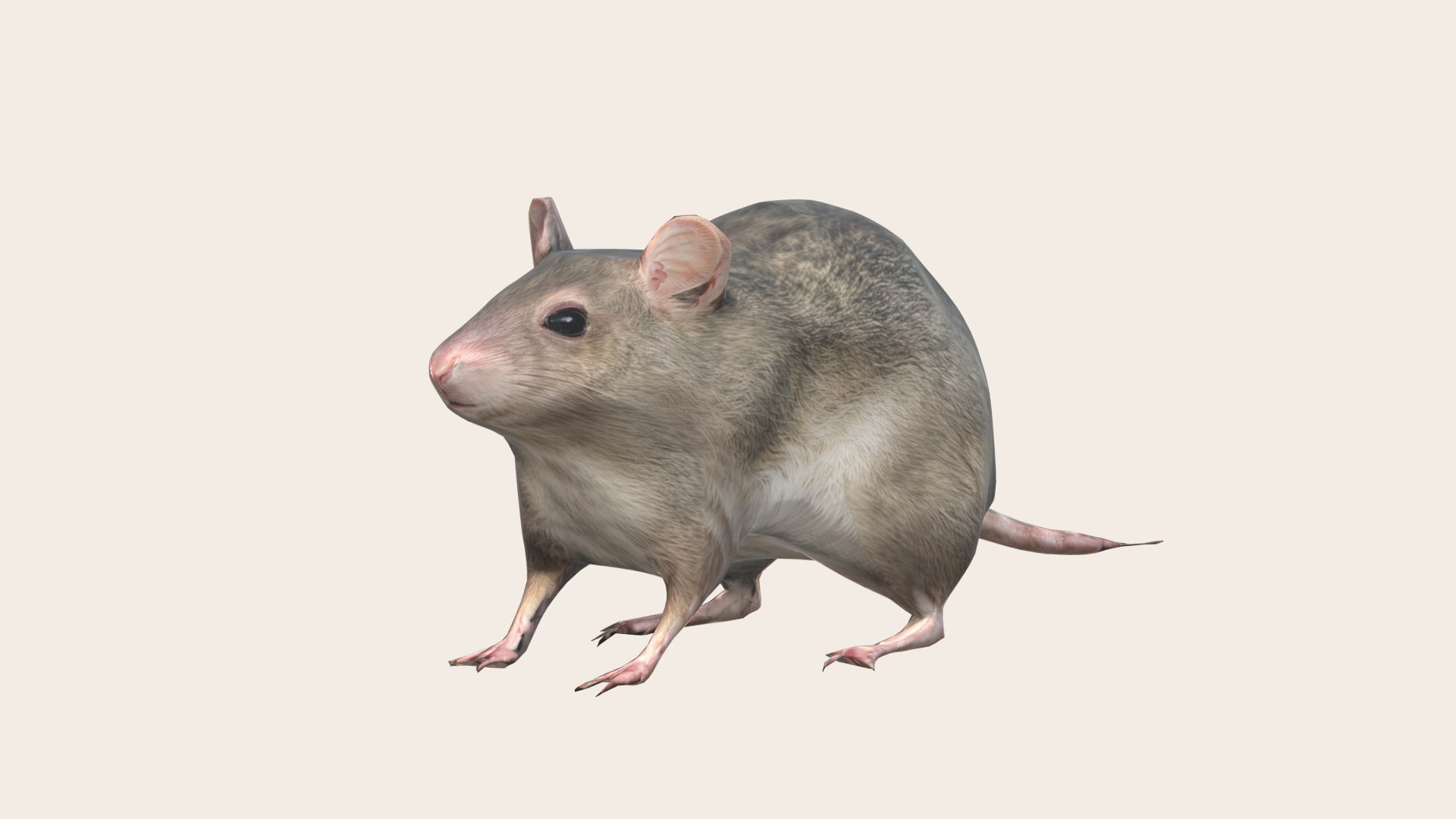 3D Model Rat - TurboSquid 2223498