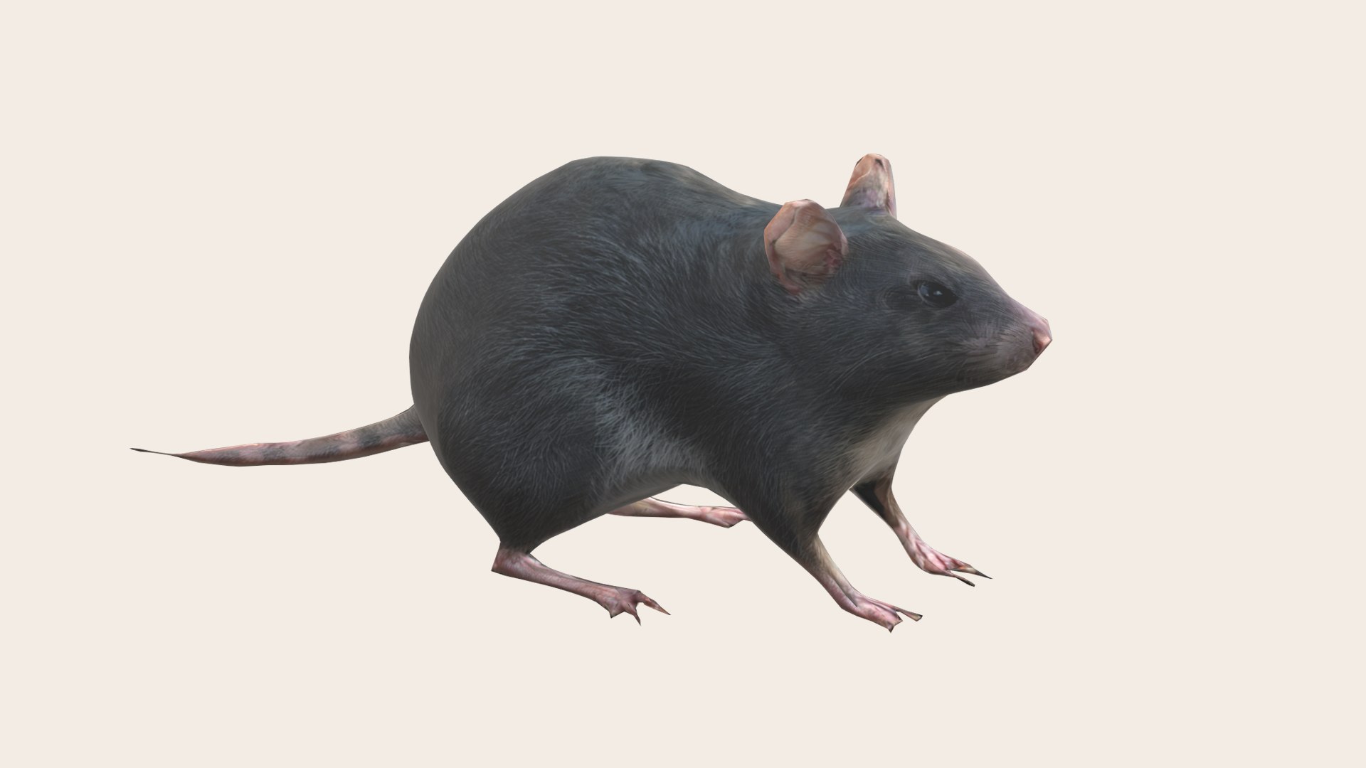 3D Model Rat - TurboSquid 2223498