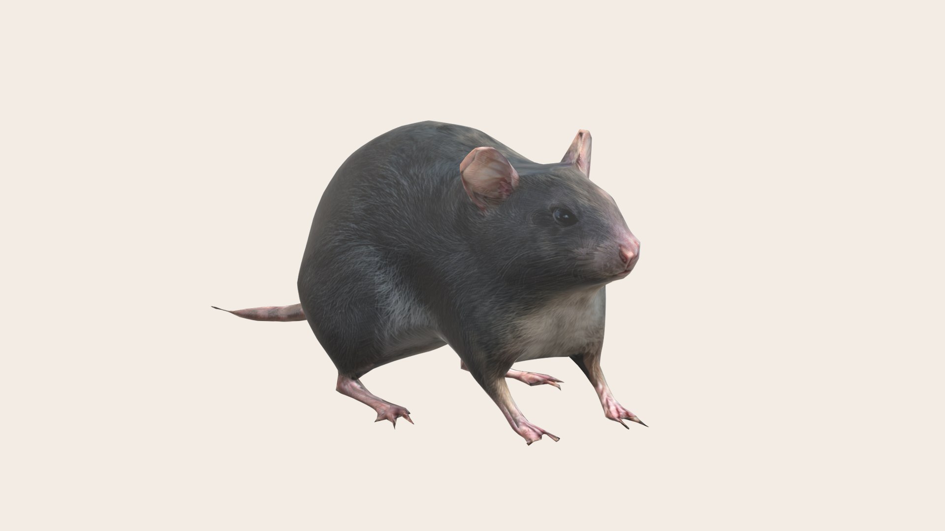 3D Model Rat - TurboSquid 2223498