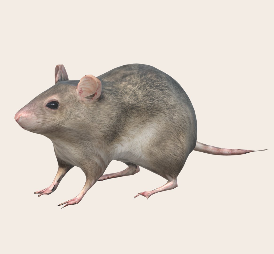 3D Model Rat - TurboSquid 2223498