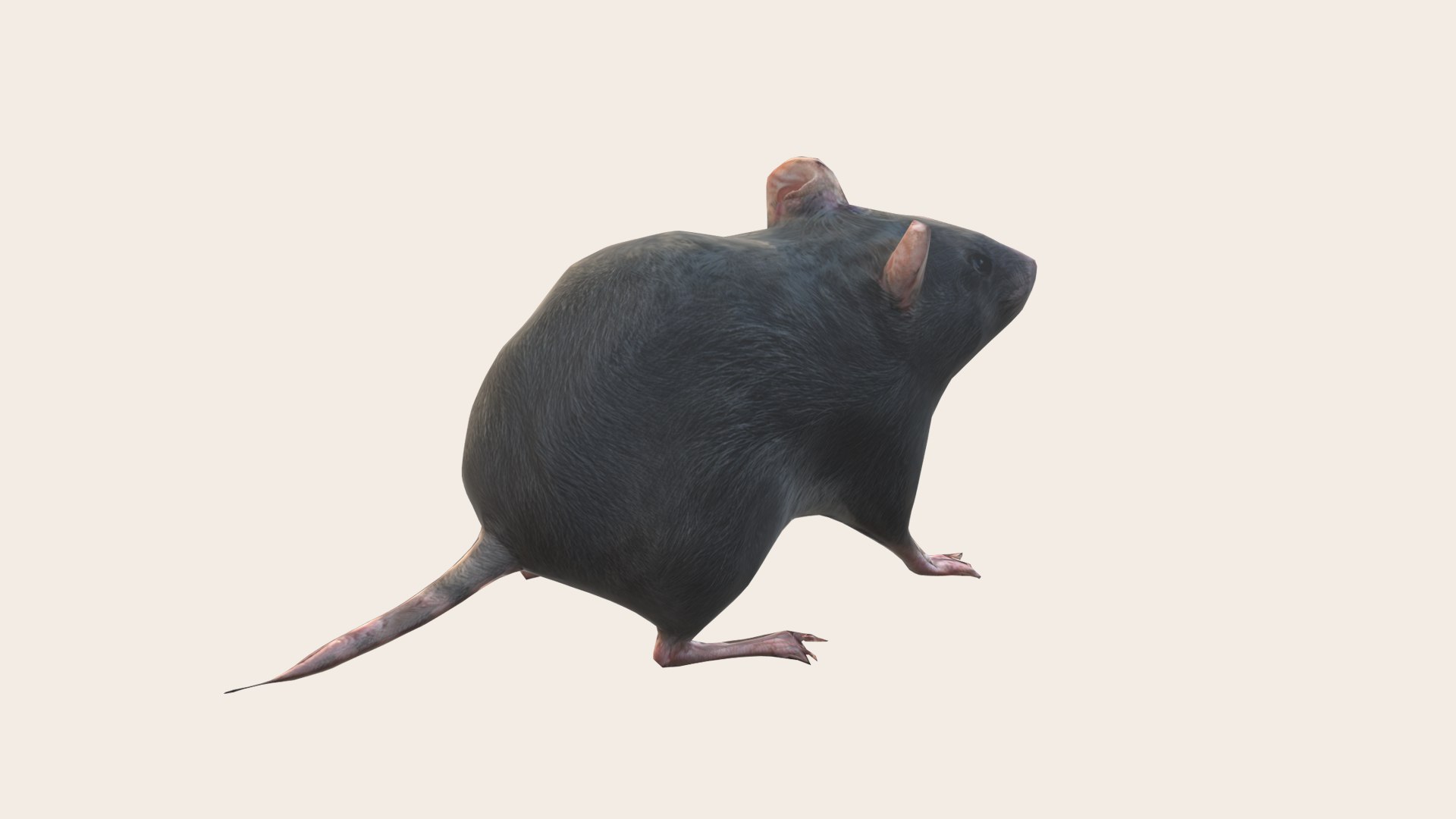 3D Model Rat - TurboSquid 2223498