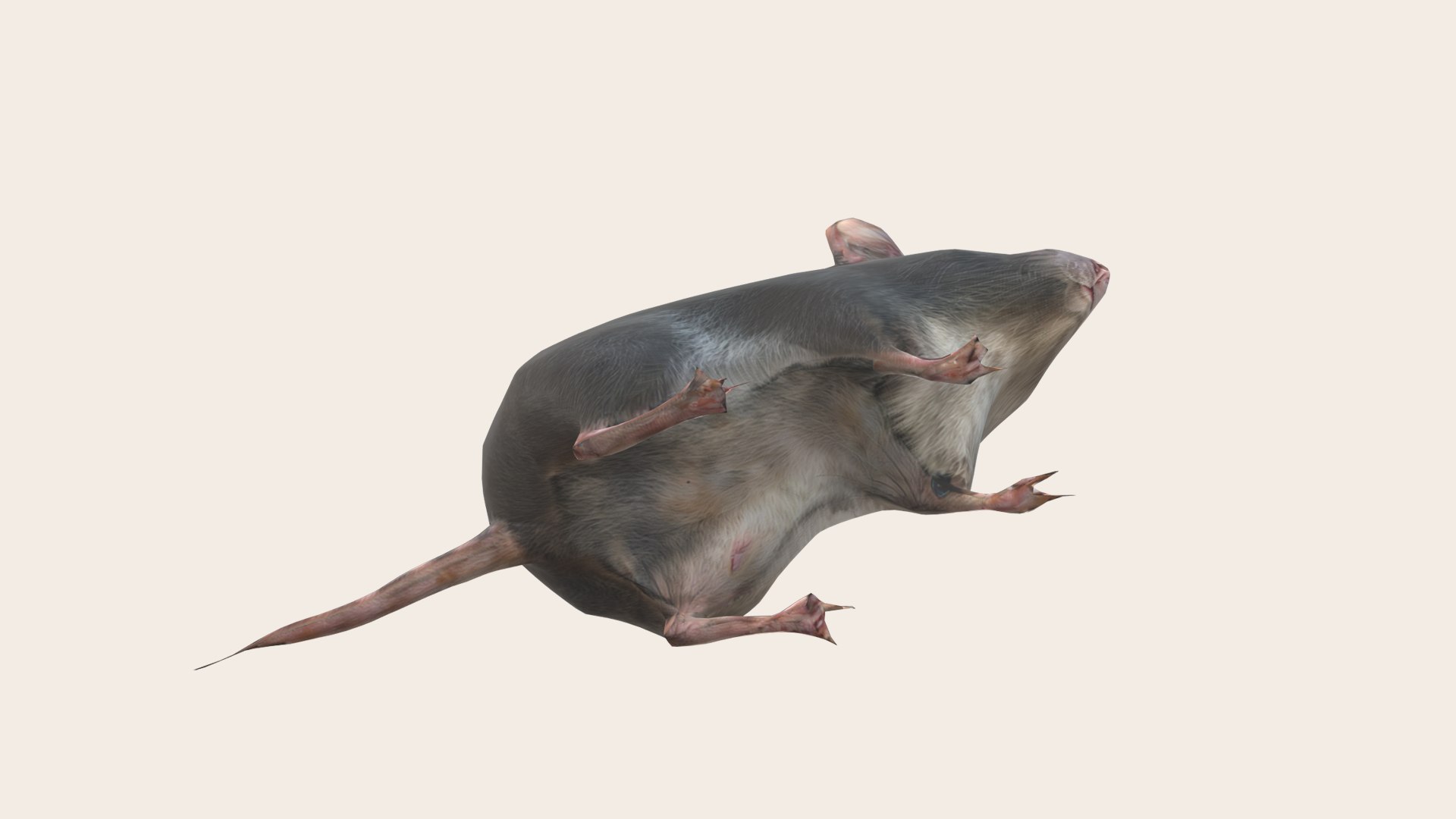 3D Model Rat - TurboSquid 2223498