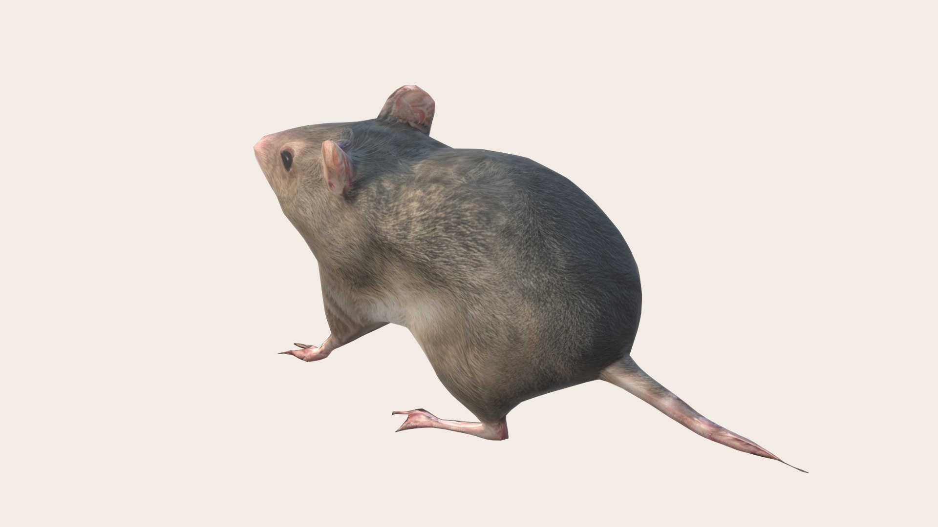 3D Model Rat - TurboSquid 2223498