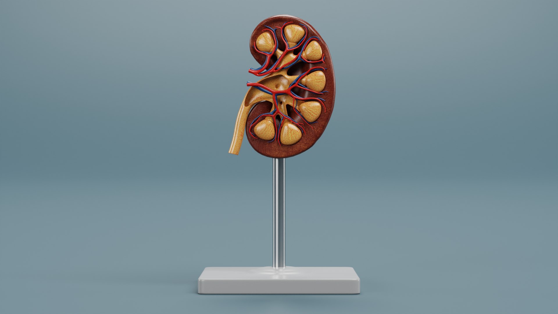3D Kidney Section Model - TurboSquid 2026484