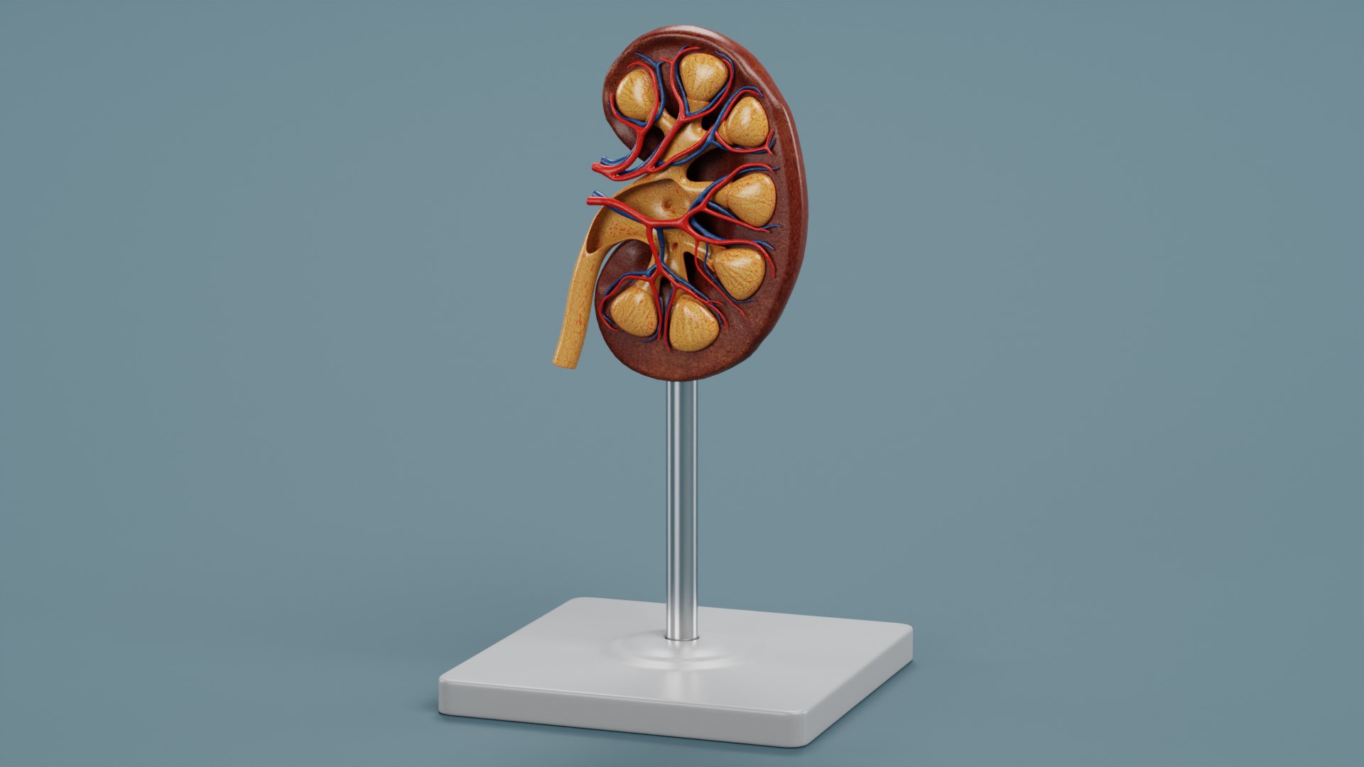 3D Kidney Section Model - TurboSquid 2026484