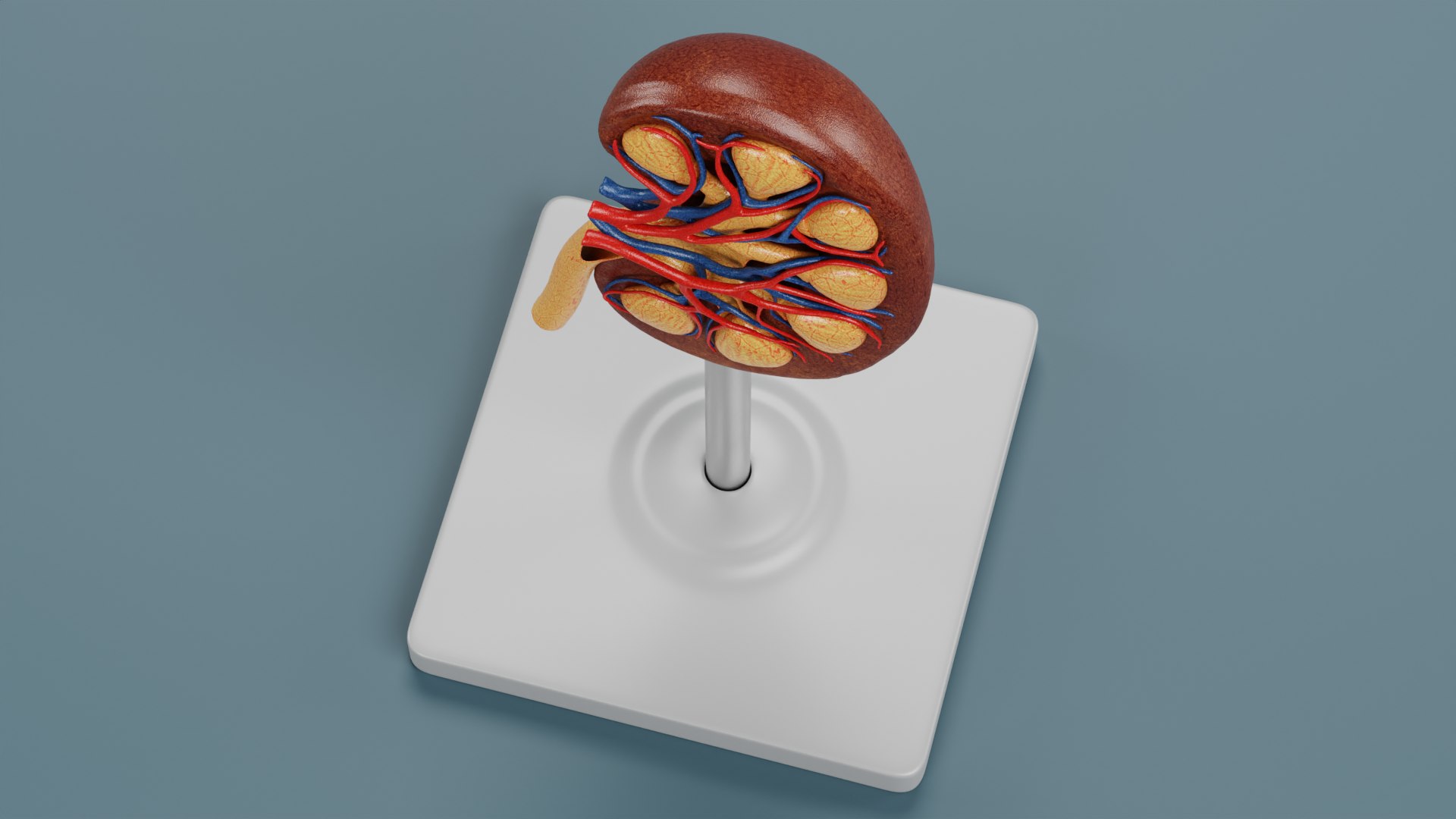 3D Kidney Section Model - TurboSquid 2026484