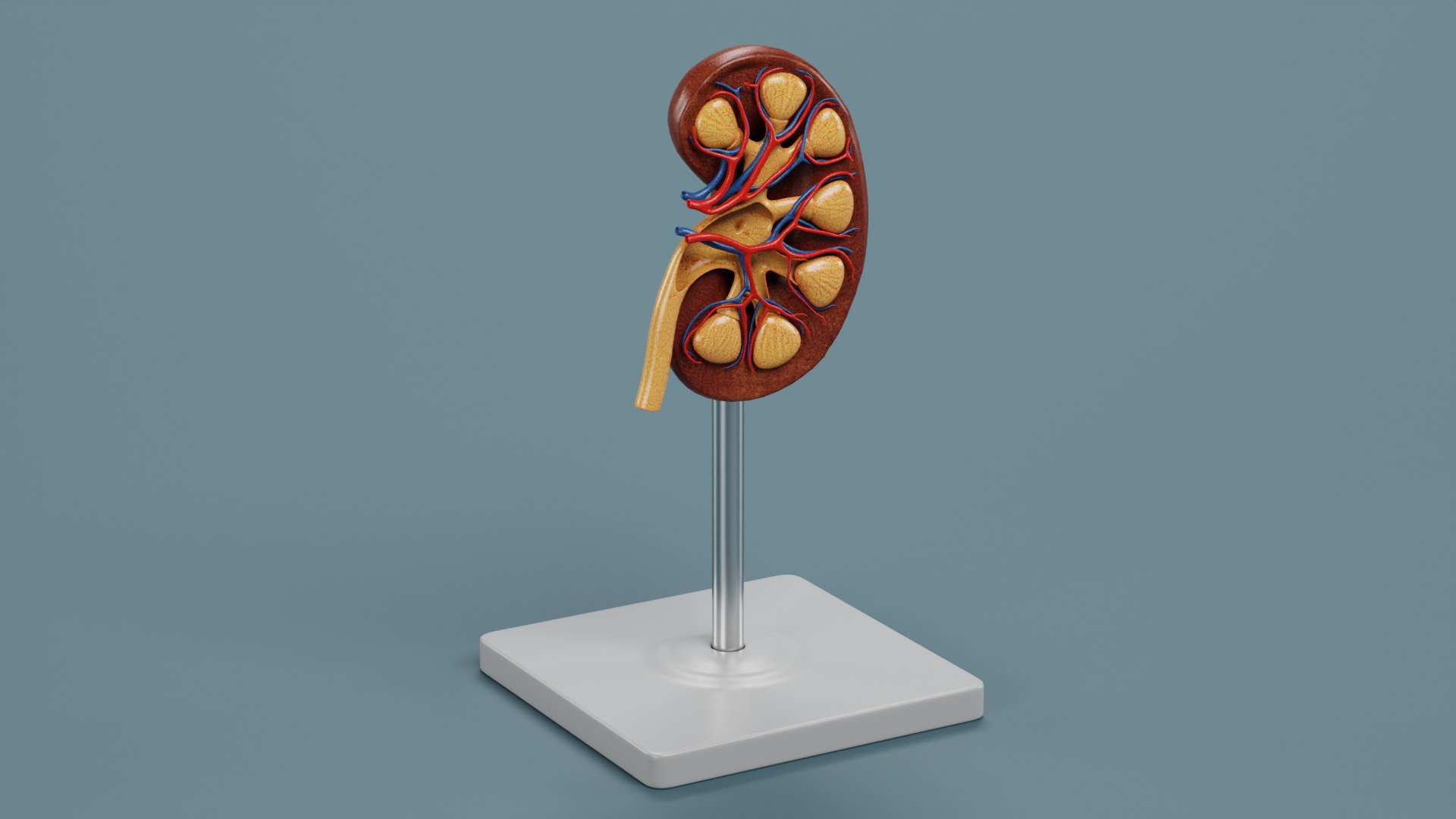3D Kidney Section Model - TurboSquid 2026484