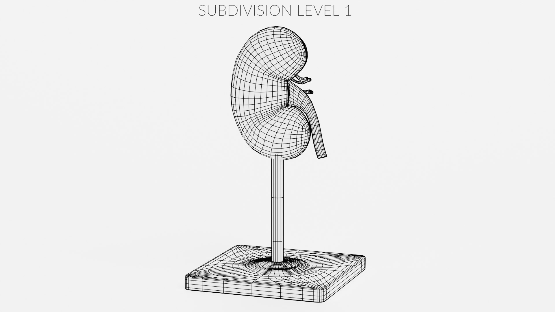 3D Kidney Section Model - TurboSquid 2026484