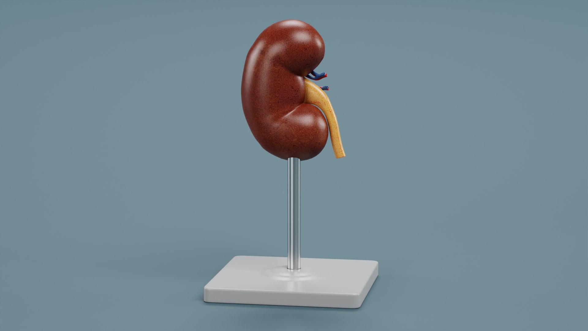 3D Kidney Section Model - TurboSquid 2026484