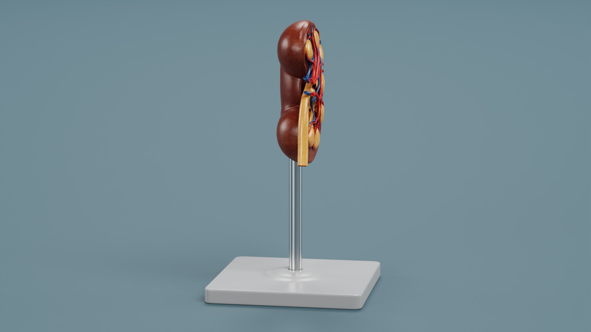3D Kidney Section Model - TurboSquid 2026484
