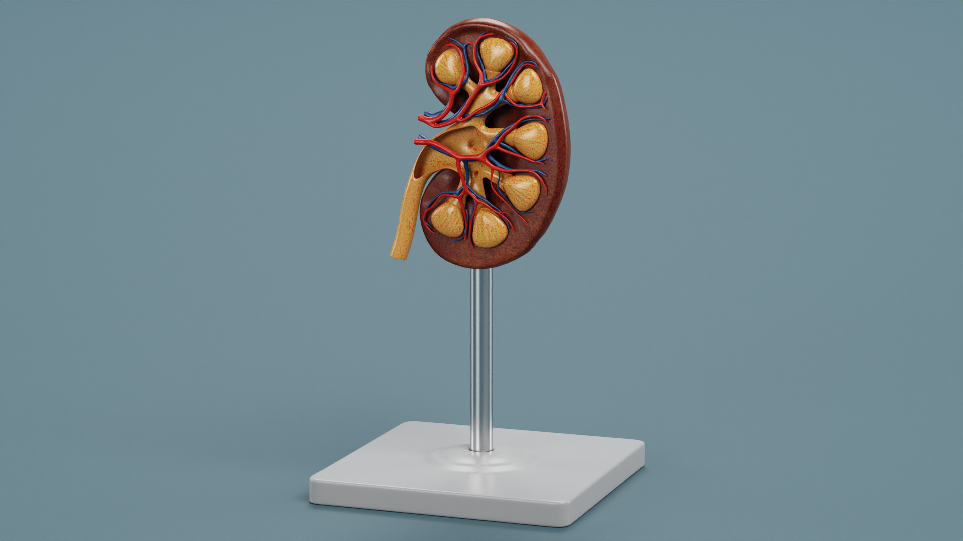 3D Kidney Section Model - TurboSquid 2026484
