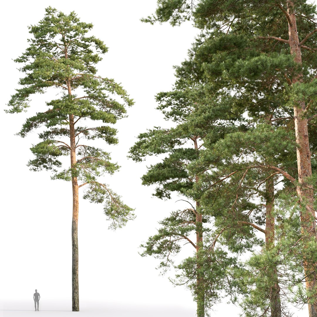 3D Pine Tree - TurboSquid 1696712