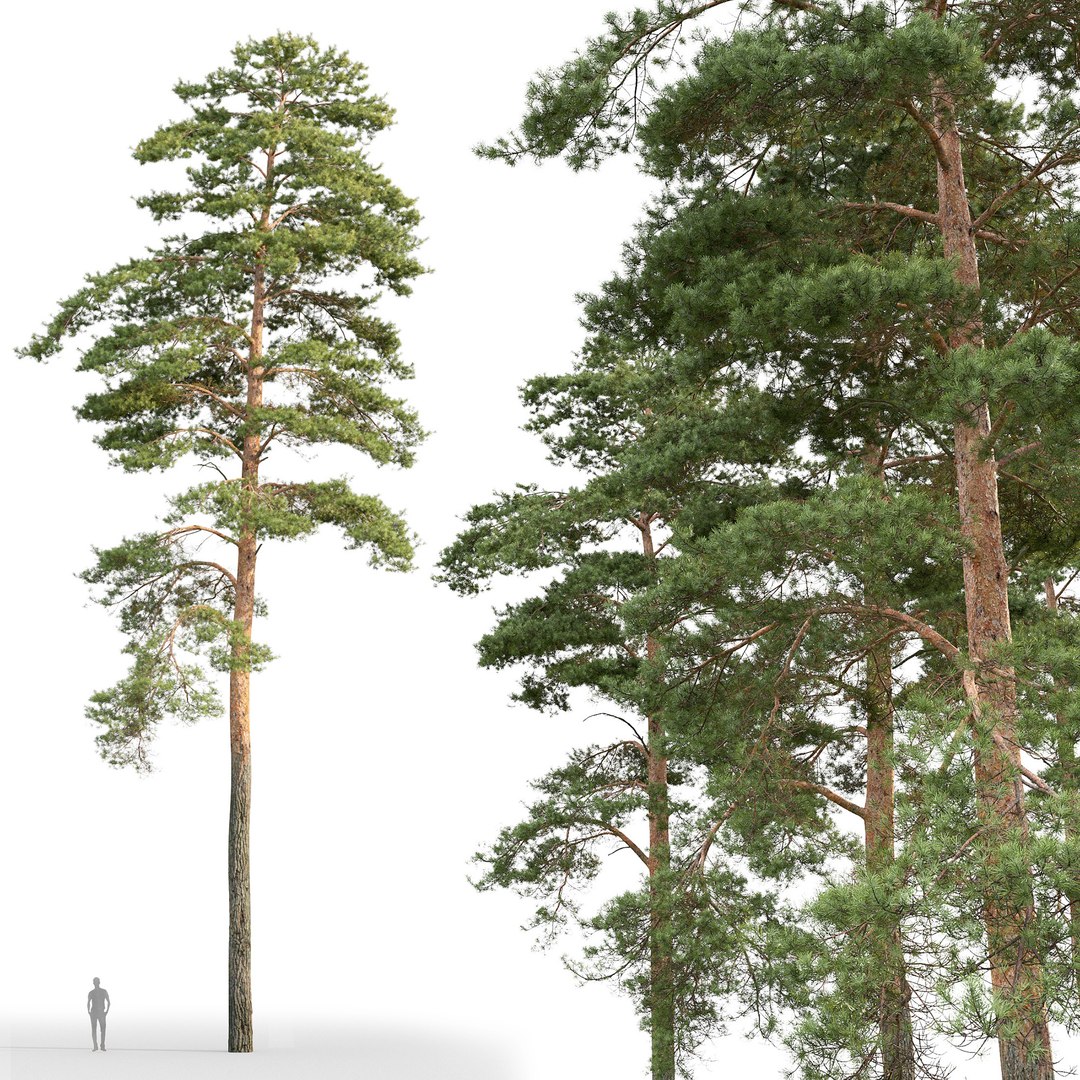 3D Pine Tree - TurboSquid 1696712