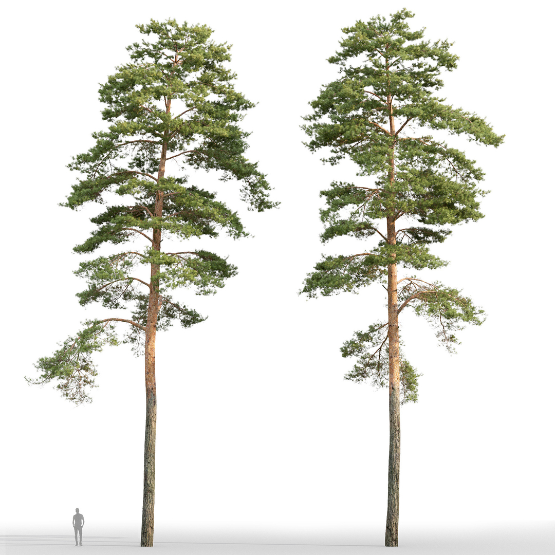 3D pine tree - TurboSquid 1696712