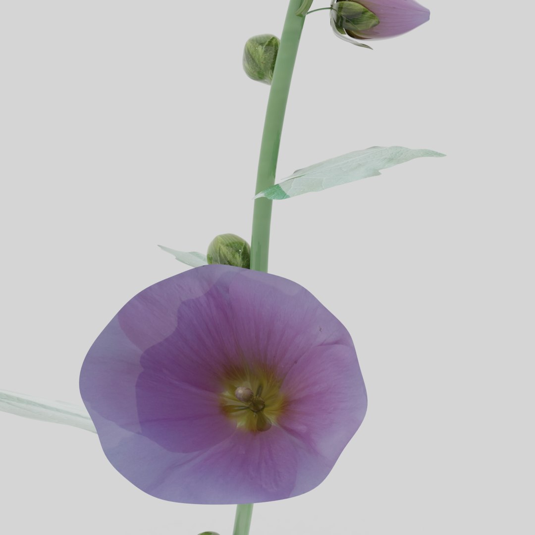 Hollyhocks Plants Alcea 3D - TurboSquid 1313914