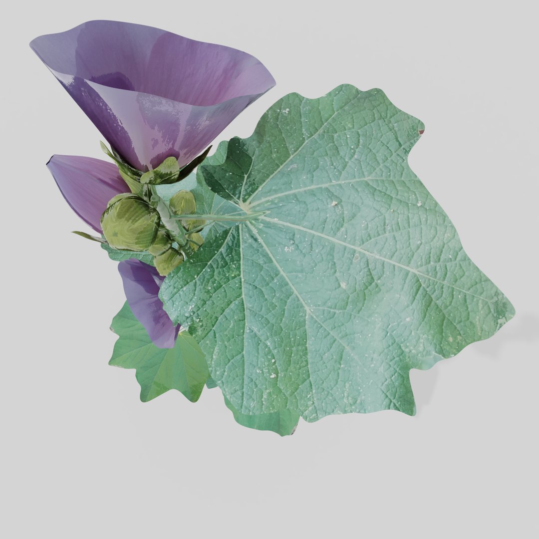 Hollyhocks Plants Alcea 3D - TurboSquid 1313914