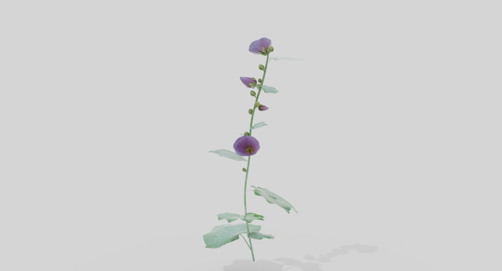 Hollyhocks Plants Alcea 3D - TurboSquid 1313914